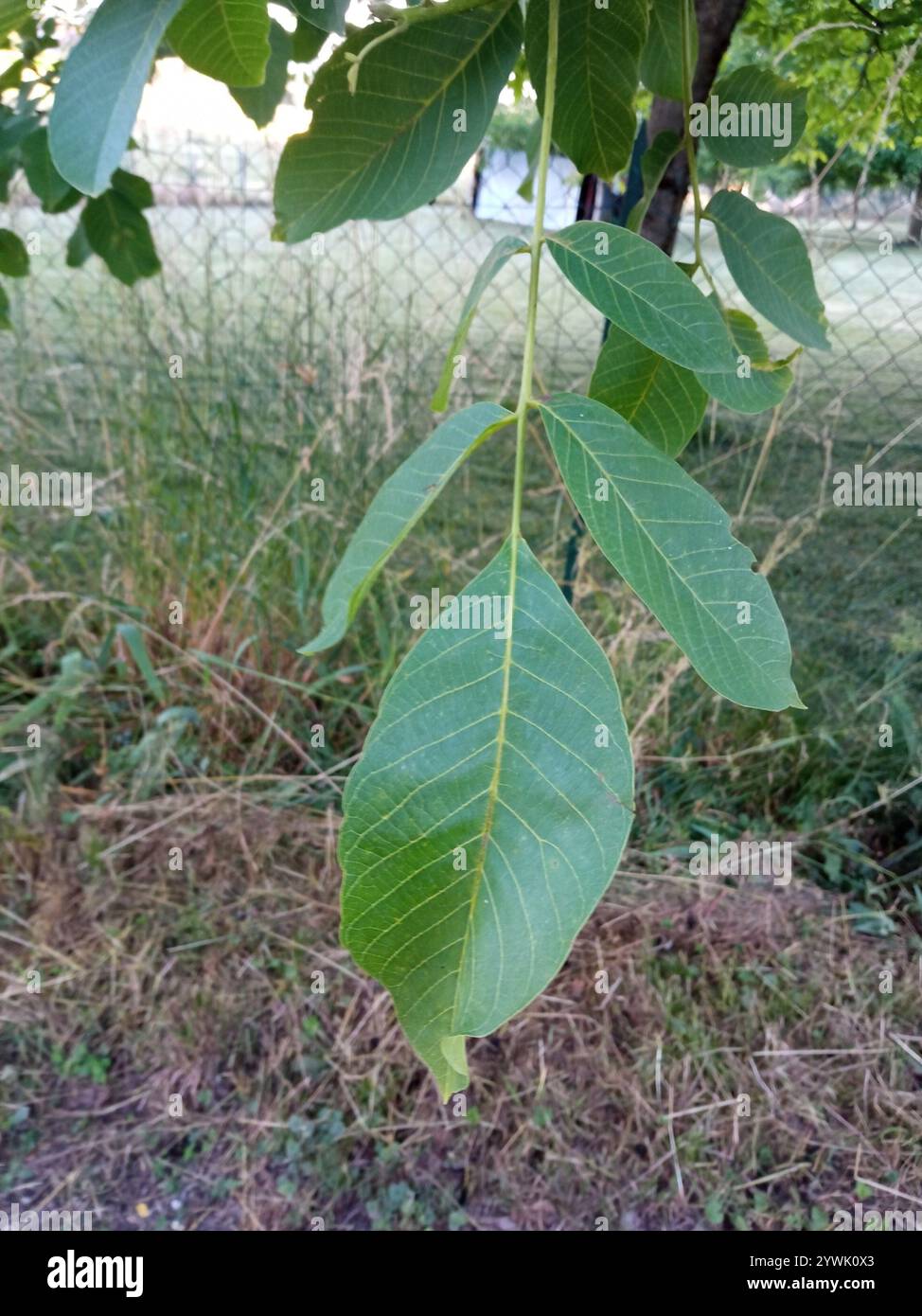 Persian walnut (Juglans regia Stock Photo - Alamy