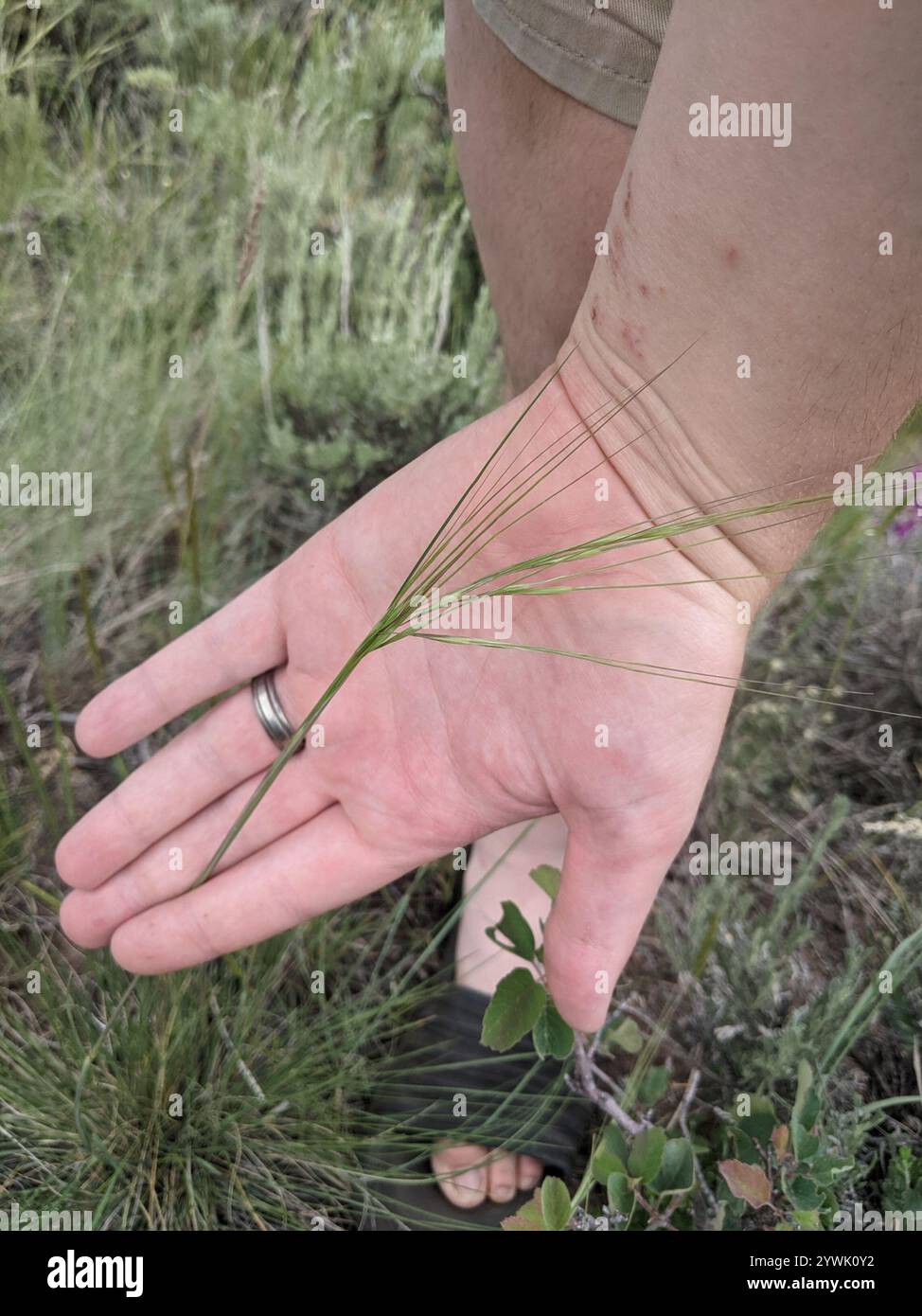 Needle-and-thread Grass (Hesperostipa comata Stock Photo - Alamy