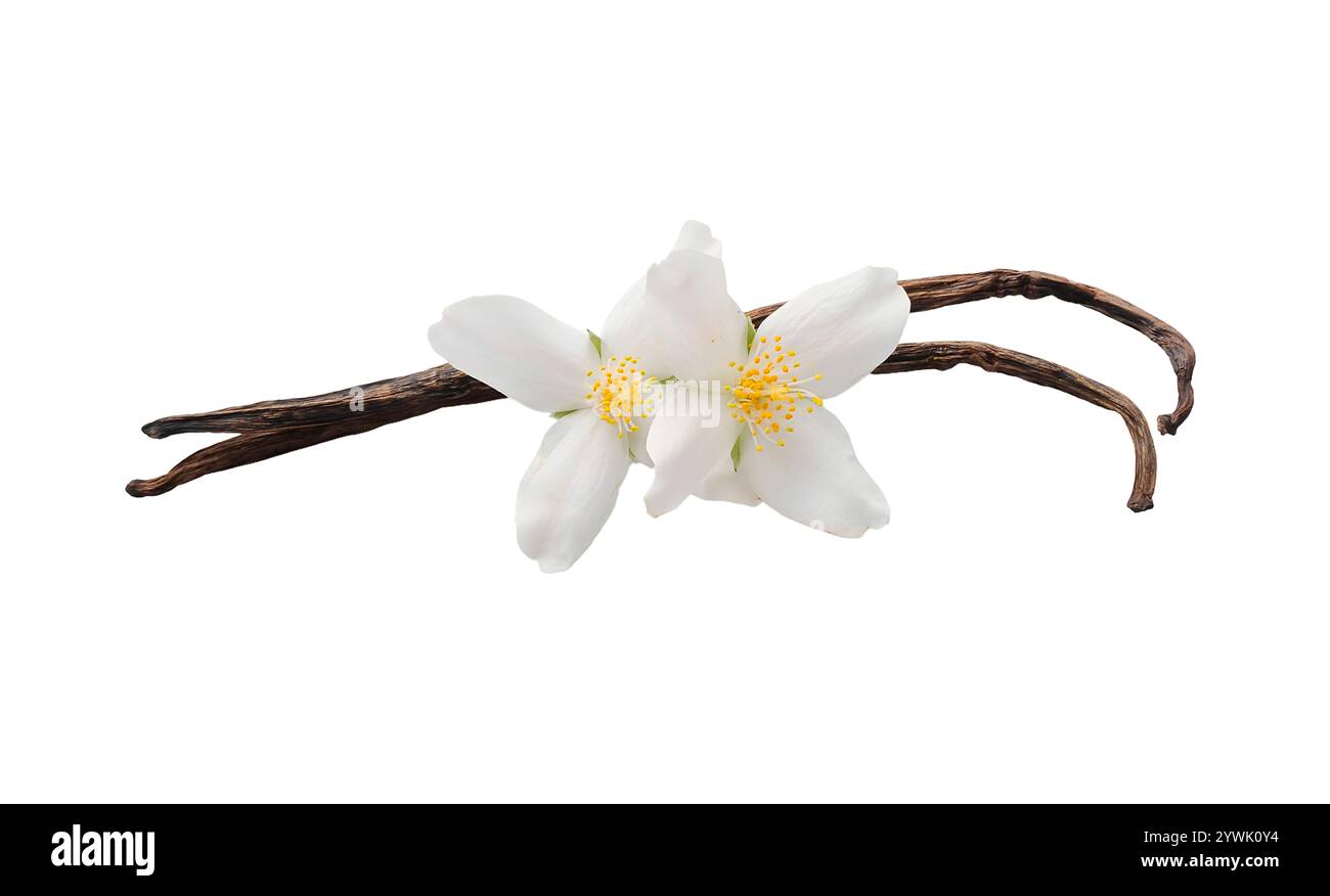 Vanilla pod spice on white backgrounds Stock Photo - Alamy
