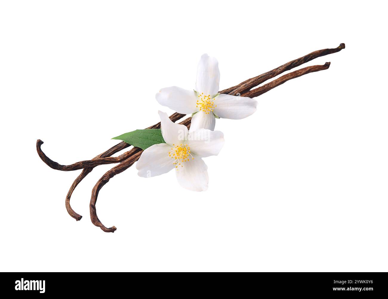 Vanilla pod spice on white backgrounds Stock Photo - Alamy