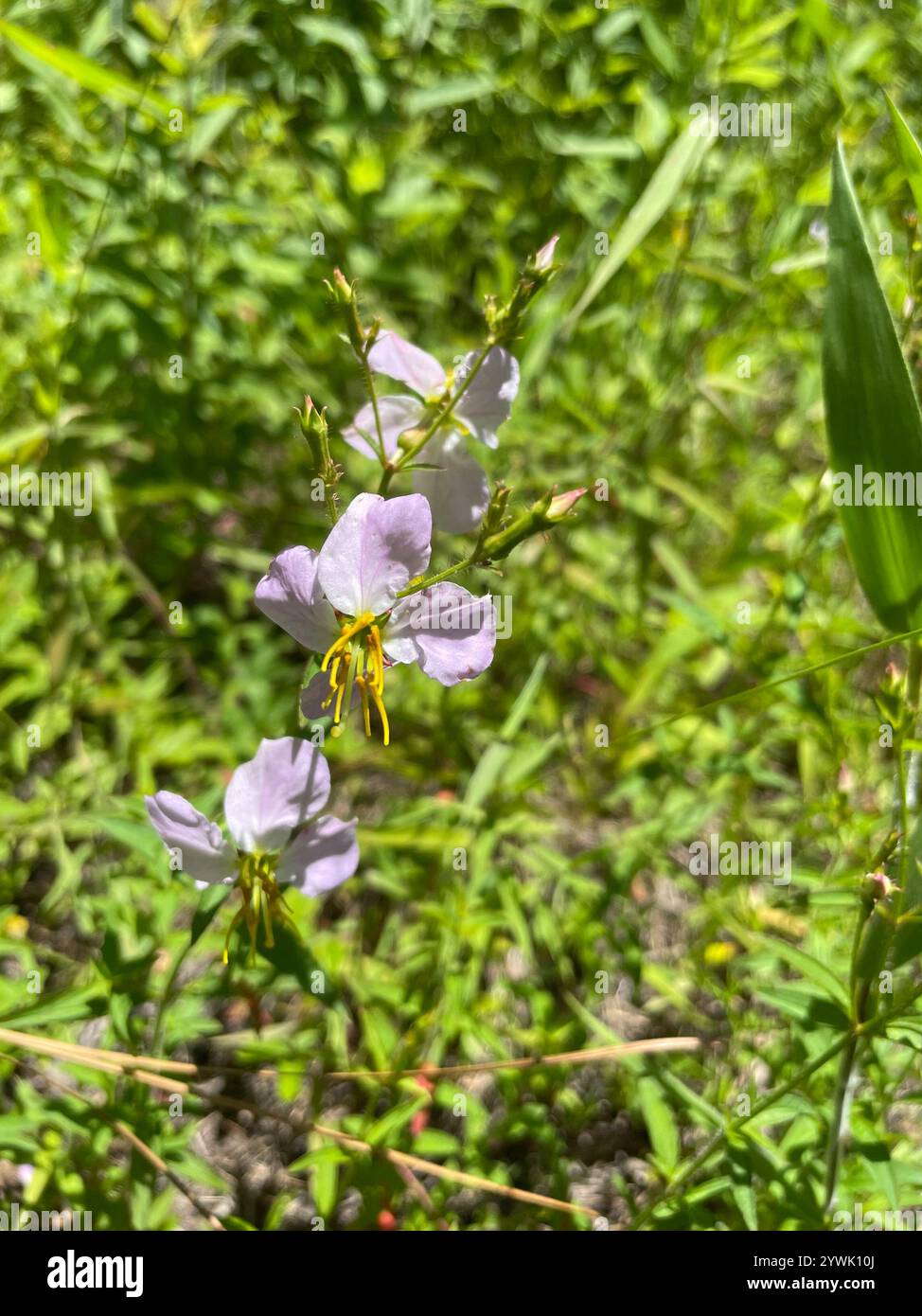 Maryland meadowbeauty (Rhexia mariana Stock Photo - Alamy
