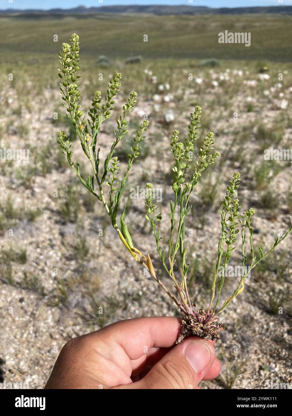 Common Peppergrass (Lepidium densiflorum Stock Photo - Alamy