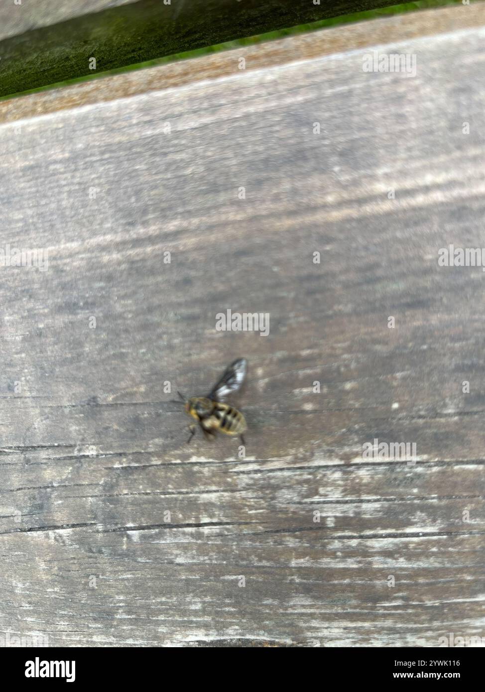 Twin-lobed Deer Fly (Chrysops relictus Stock Photo - Alamy