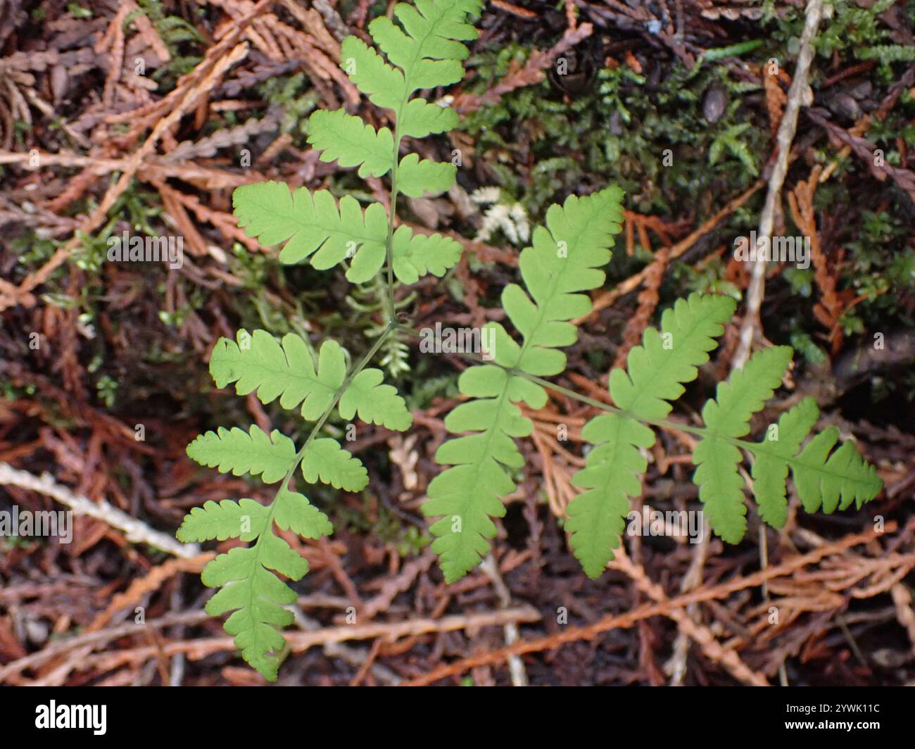 northern oak fern (Gymnocarpium dryopteris Stock Photo - Alamy
