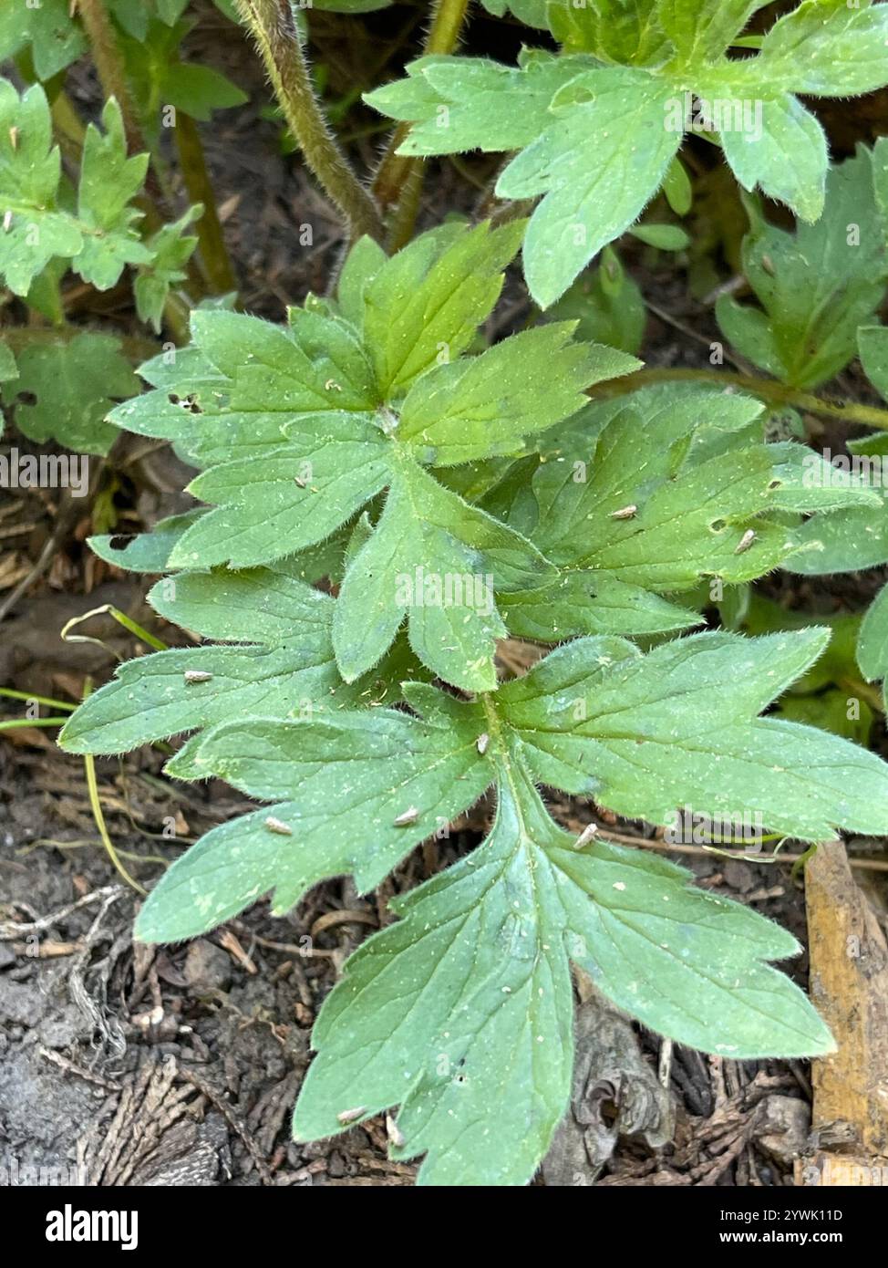 western waterleaf (Hydrophyllum occidentale Stock Photo - Alamy