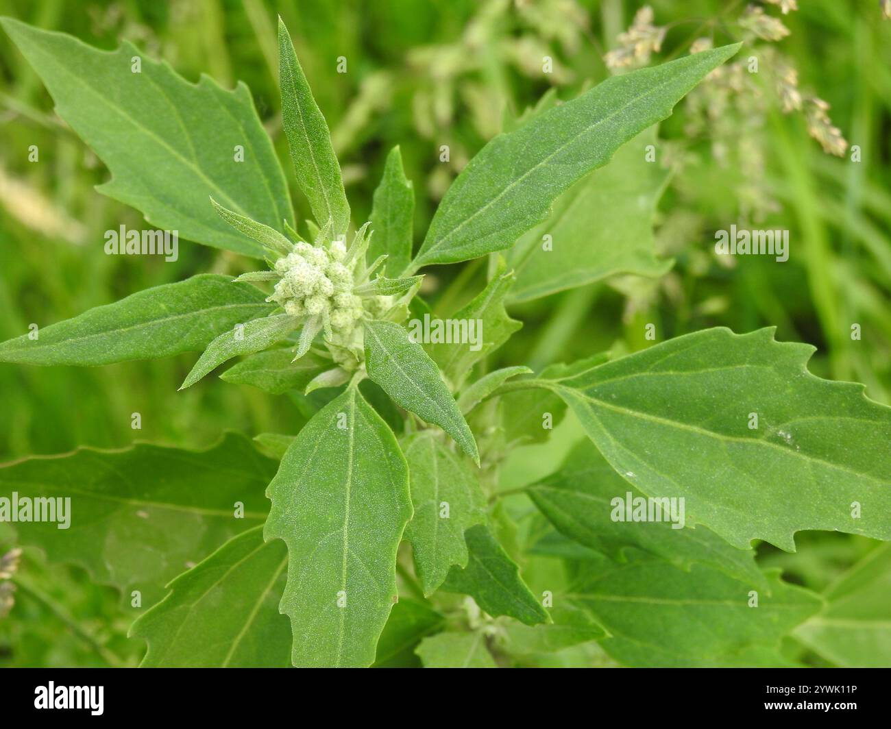 Common Lambsquarters (Chenopodium album Stock Photo - Alamy