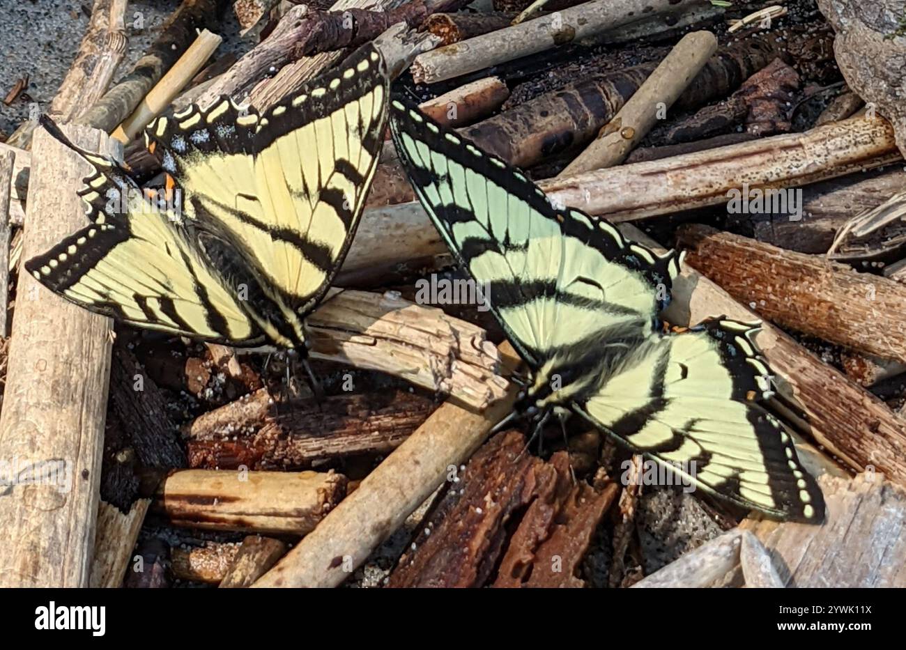 Canadian Tiger Swallowtail (Papilio canadensis Stock Photo - Alamy