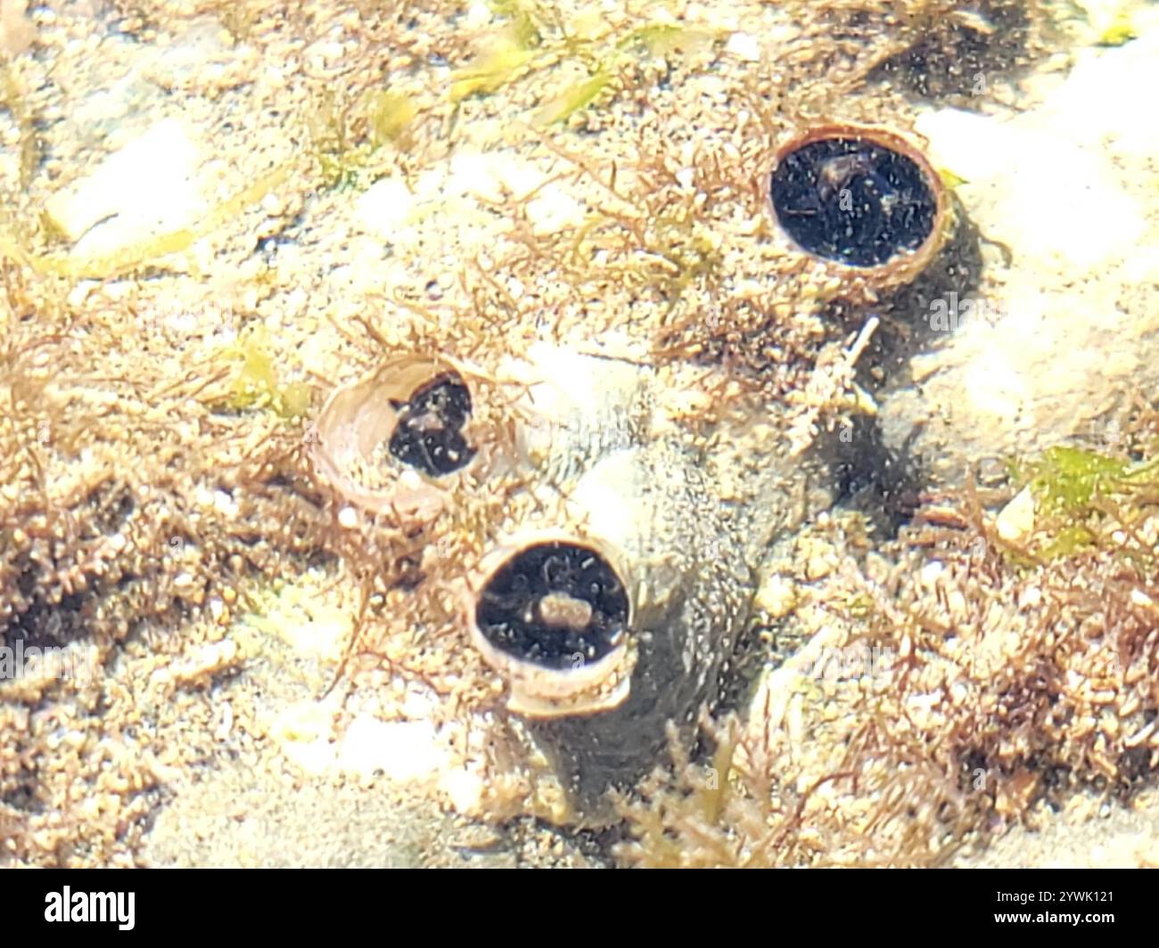 Vermetidae hi-res stock photography and images - Alamy