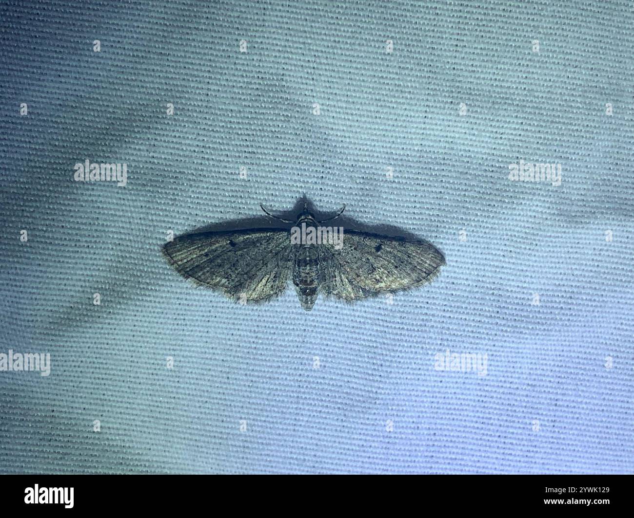 Pug moths hi-res stock photography and images - Alamy