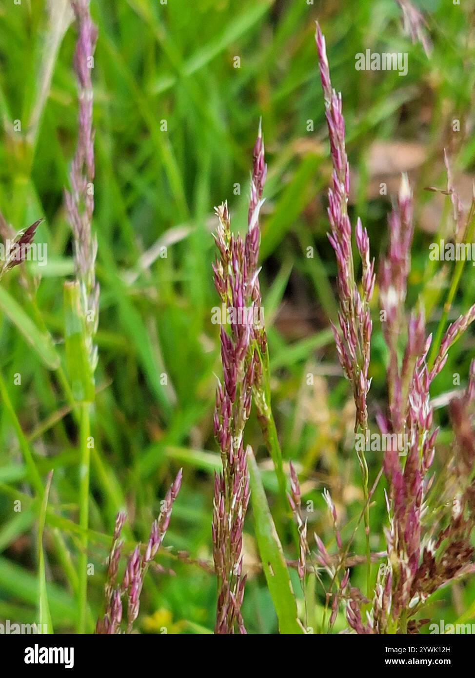 colonial bent (Agrostis capillaris Stock Photo - Alamy