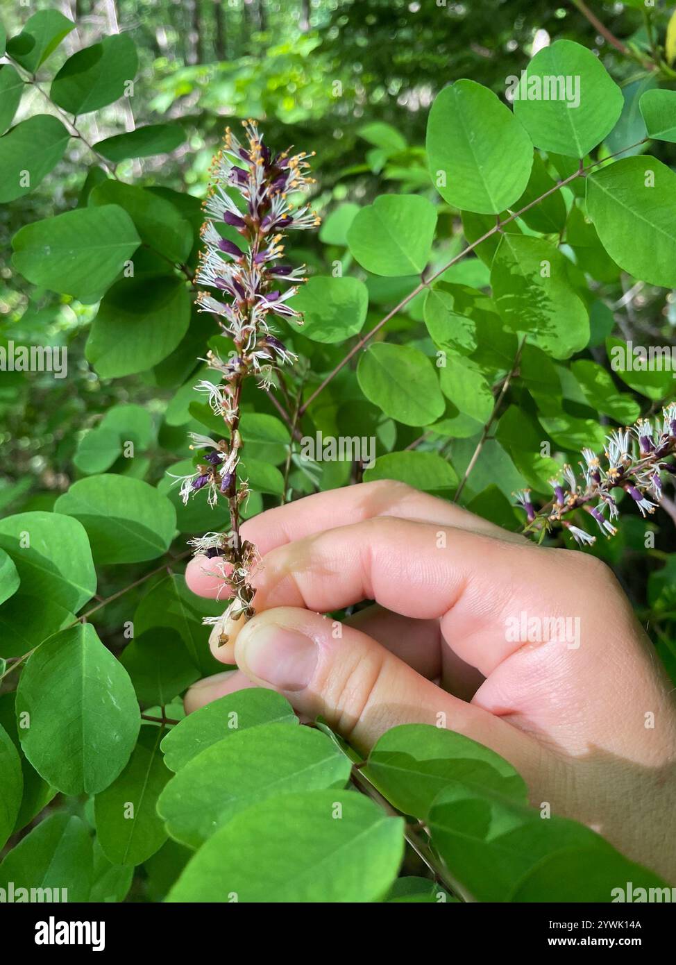 false indigo bush (Amorpha fruticosa Stock Photo - Alamy