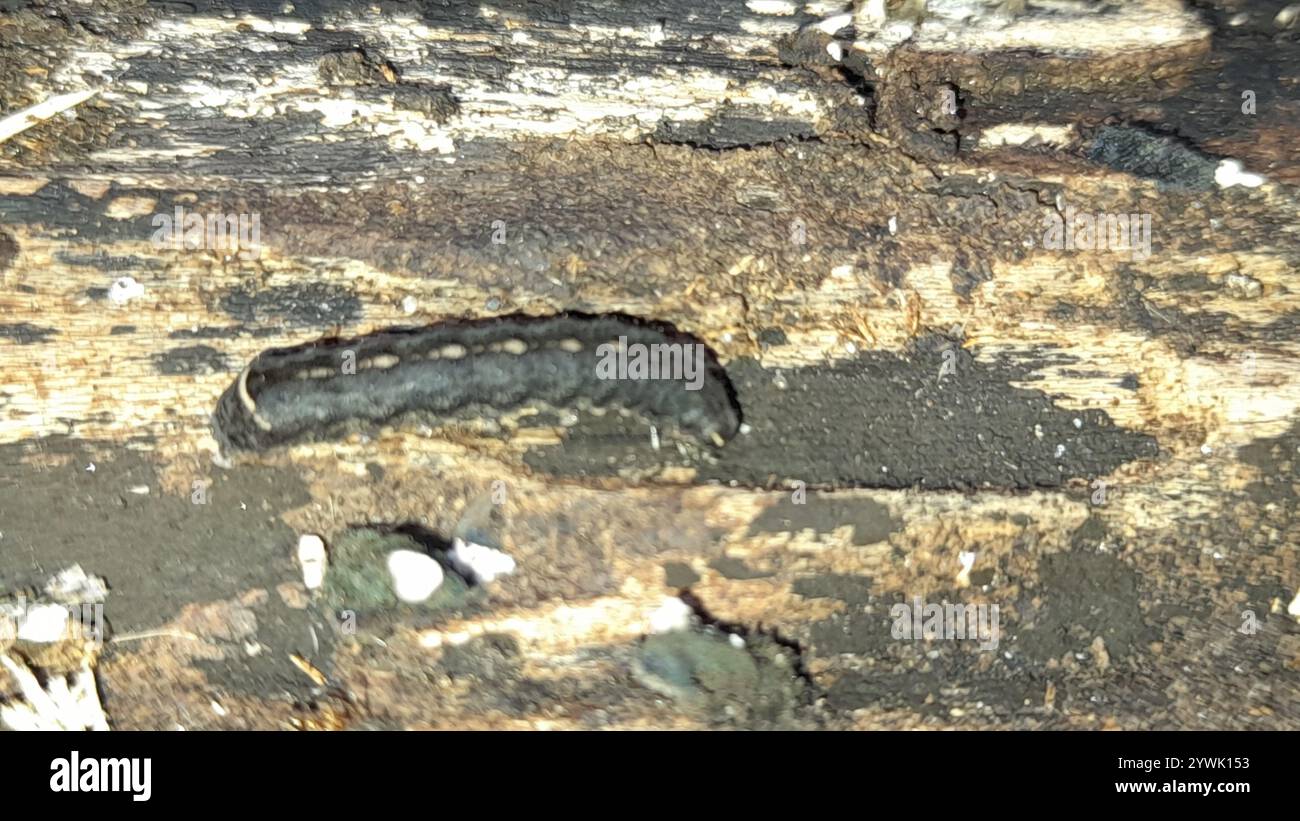 Variegated Cutworm Moth (Peridroma saucia Stock Photo - Alamy