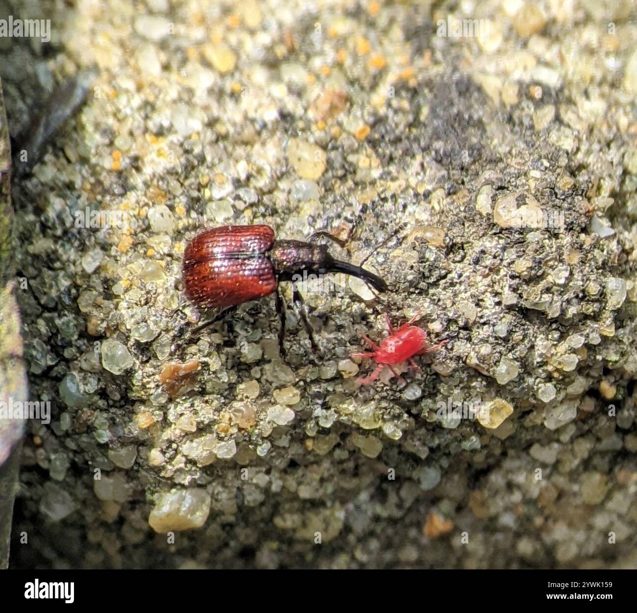 Apple Fruit Weevil (Tatianaerhynchites aequatus Stock Photo - Alamy