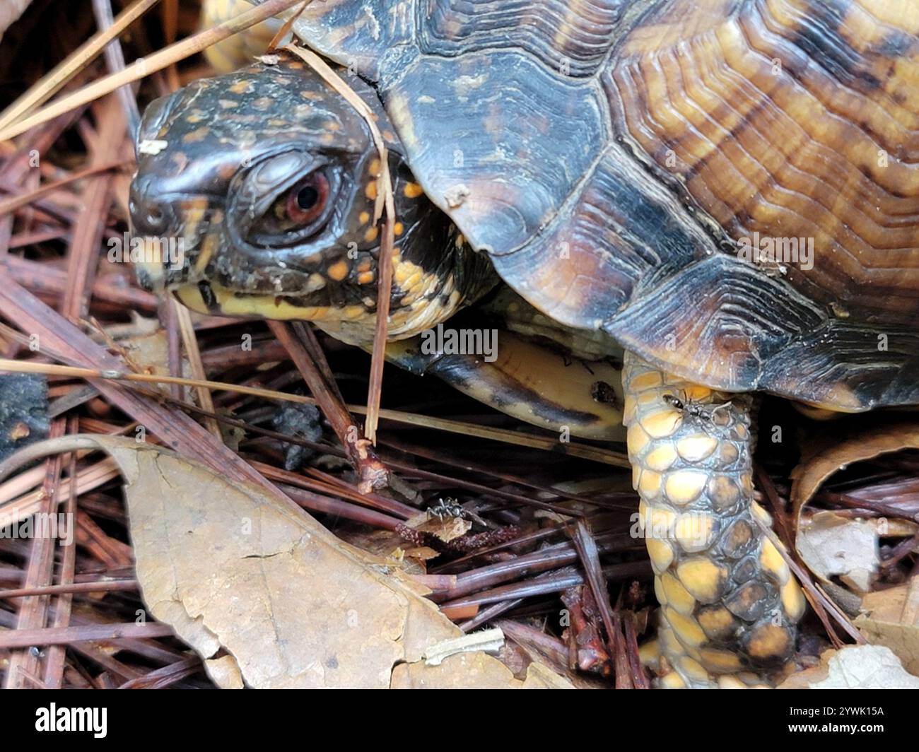 Common Box Turtle (Terrapene carolina Stock Photo - Alamy