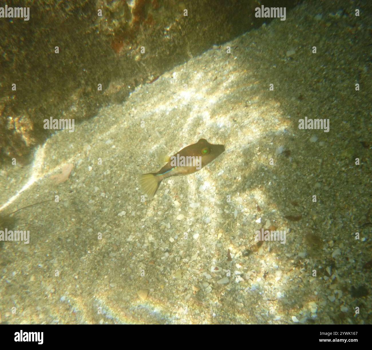 Caribbean Sharpnose Puffer (Canthigaster rostrata Stock Photo - Alamy