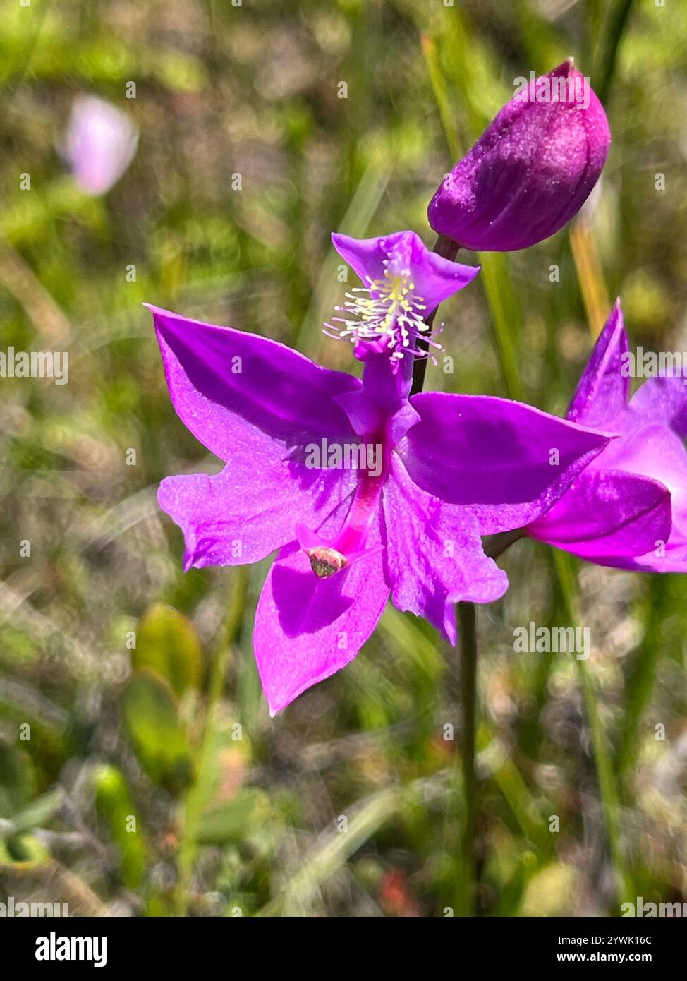 Tuberous Grasspink (Calopogon tuberosus Stock Photo - Alamy