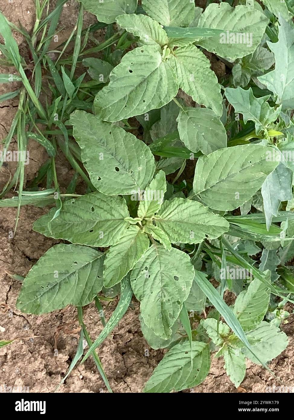Redroot Amaranth (Amaranthus retroflexus Stock Photo - Alamy