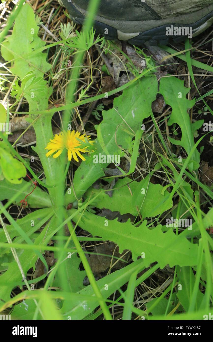 Common Cat's-ear (Hypochaeris radicata Stock Photo - Alamy