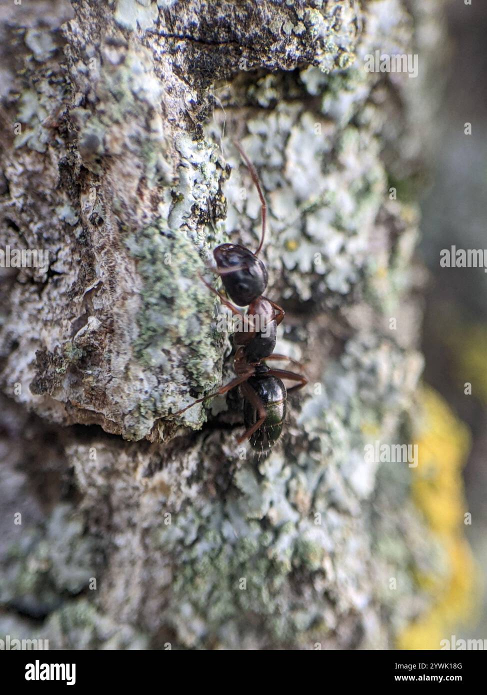 Nearctic Carpenter Ant (Camponotus nearcticus Stock Photo - Alamy