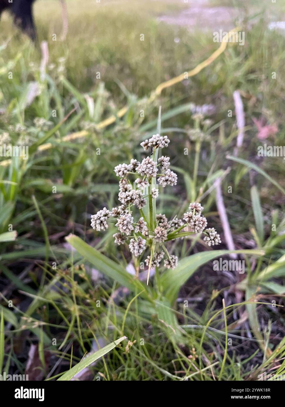 Panicled Bulrush (Scirpus microcarpus Stock Photo - Alamy
