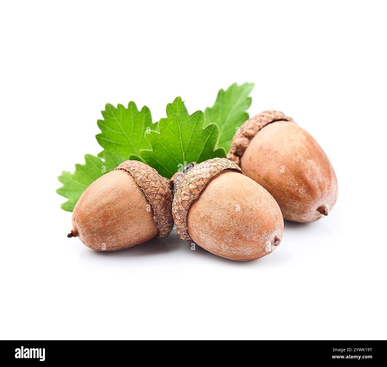 Acorns with leaves on white backgrounds Stock Photo - Alamy