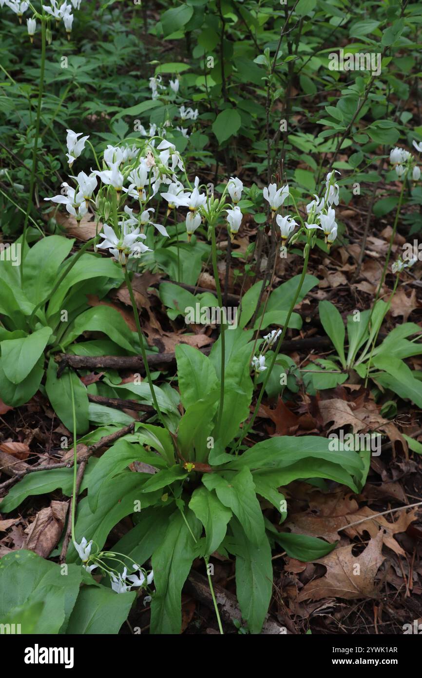 eastern shooting star (Primula meadia Stock Photo - Alamy