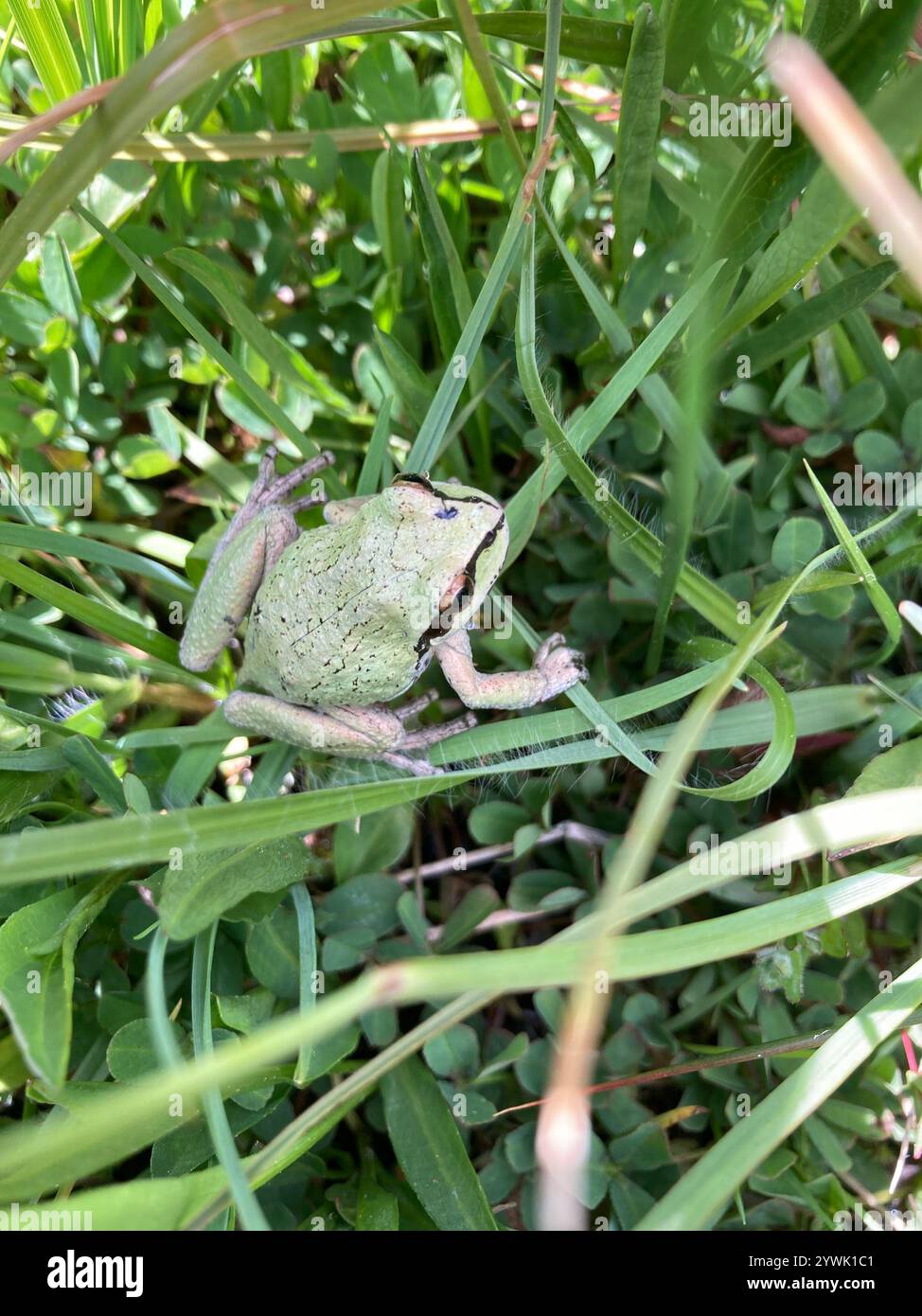 Pacific chorus frog (Pseudacris regilla Stock Photo - Alamy