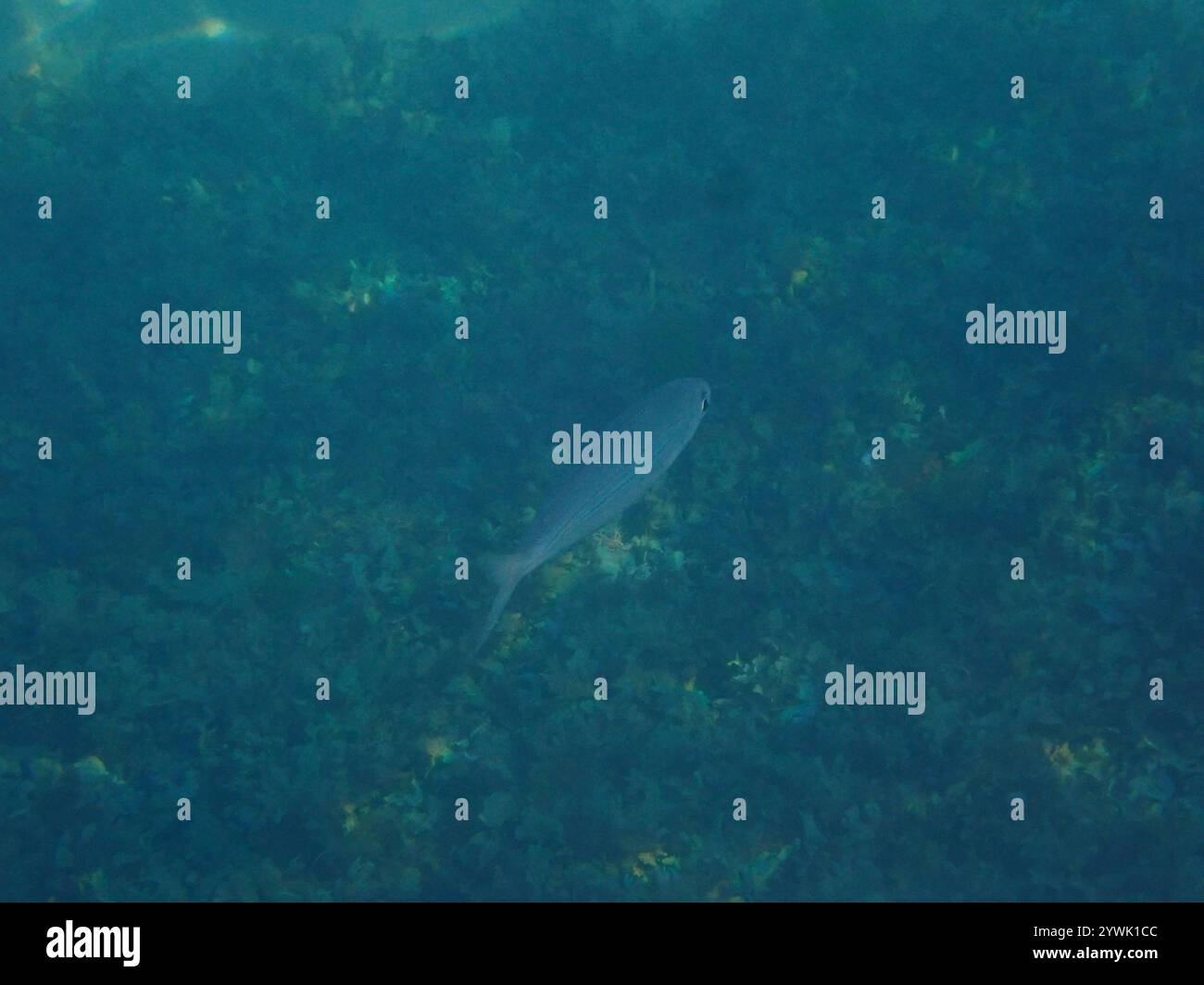 Bogue (boops boops) hi-res stock photography and images - Alamy