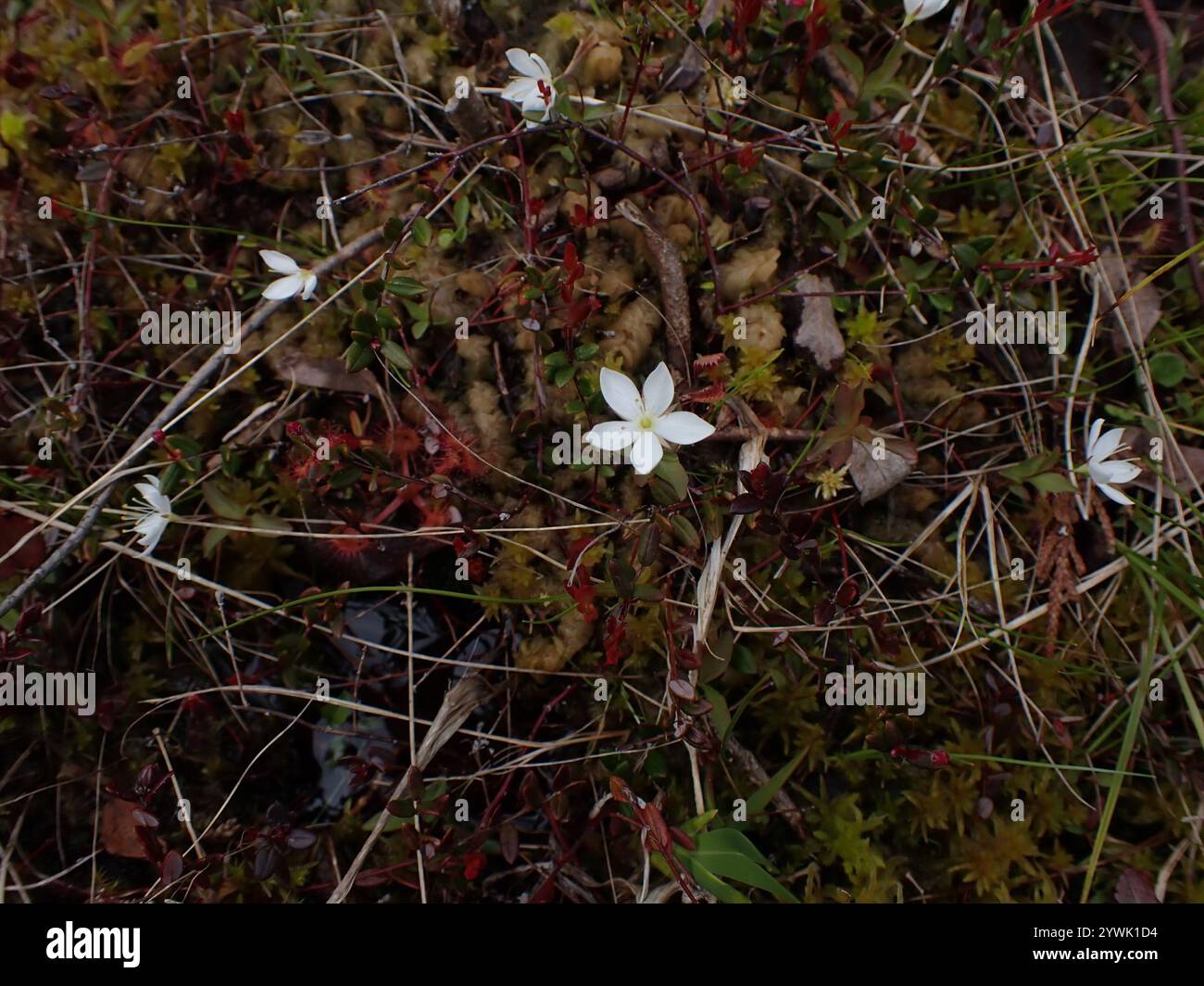 Arctic Starflower (Lysimachia europaea Stock Photo - Alamy