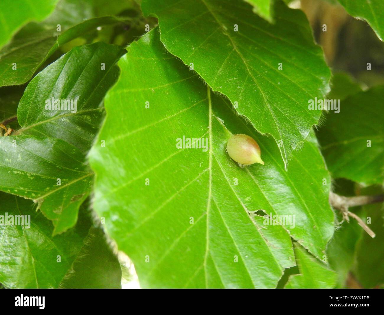 Beech Gall Midge (Mikiola fagi Stock Photo - Alamy