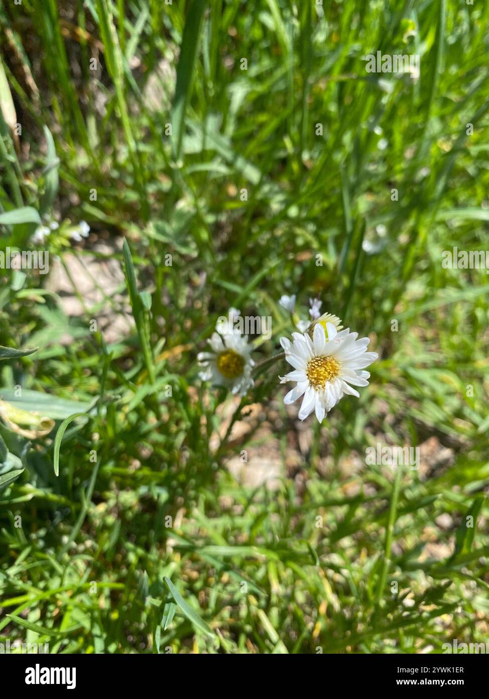 Cut leaf fleabane hi-res stock photography and images - Alamy