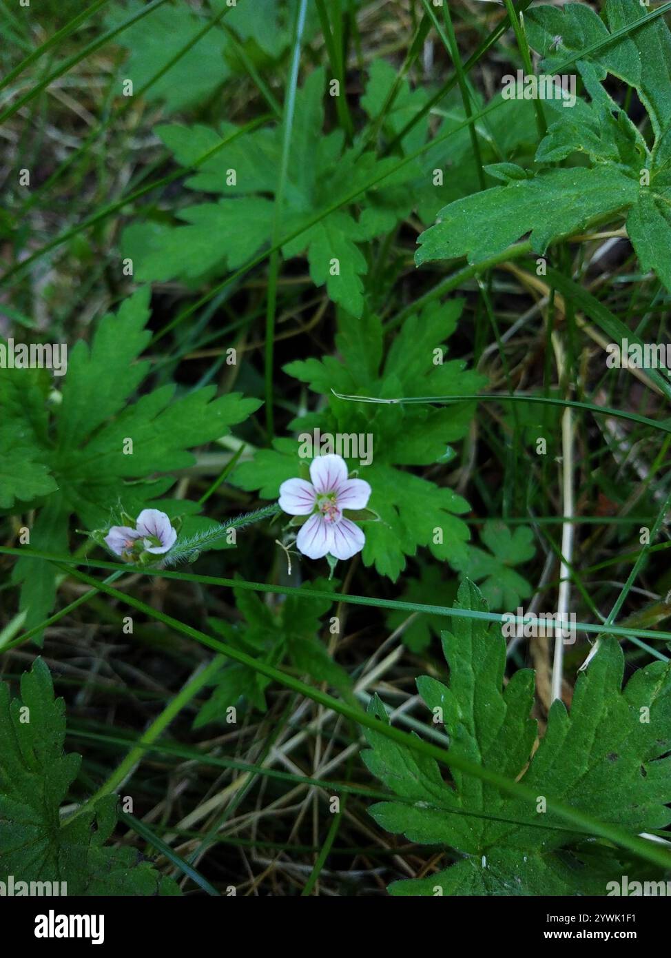 Siberian Crane's-bill (Geranium sibiricum Stock Photo - Alamy