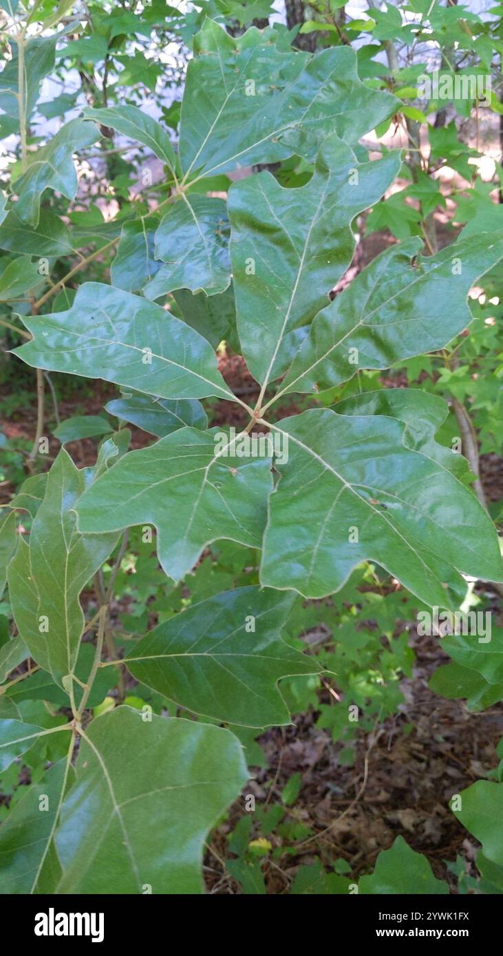 southern red oak (Quercus falcata Stock Photo - Alamy