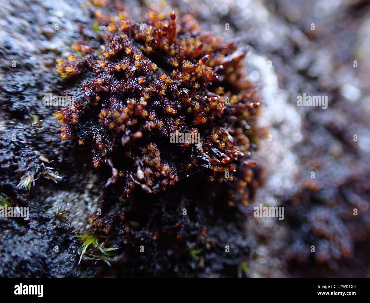Andreaea rupestris hi-res stock photography and images - Alamy