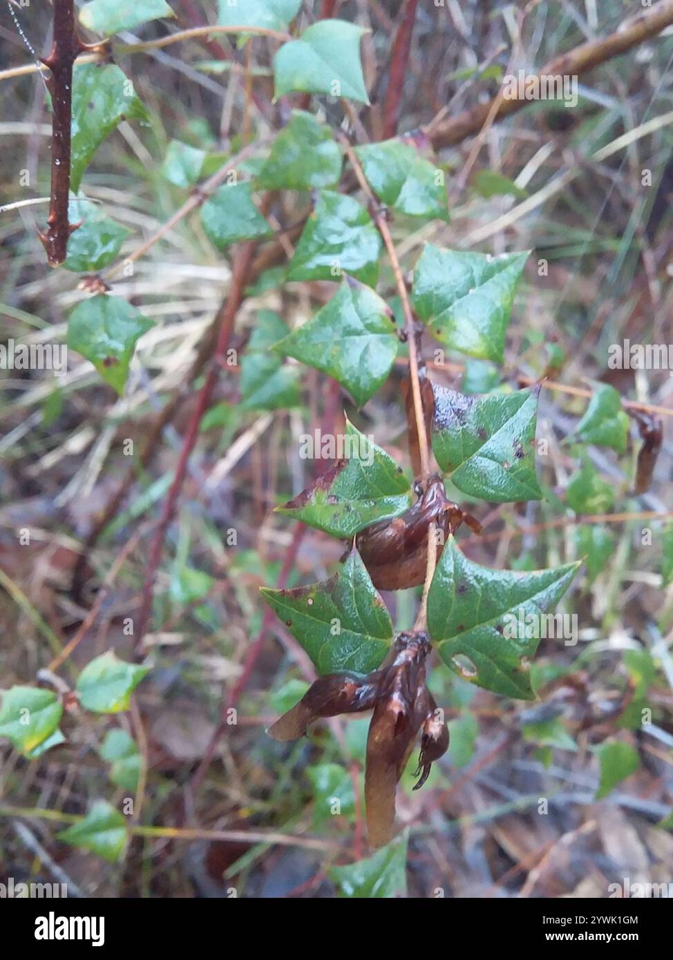 Common Flat-pea (Platylobium obtusangulum Stock Photo - Alamy