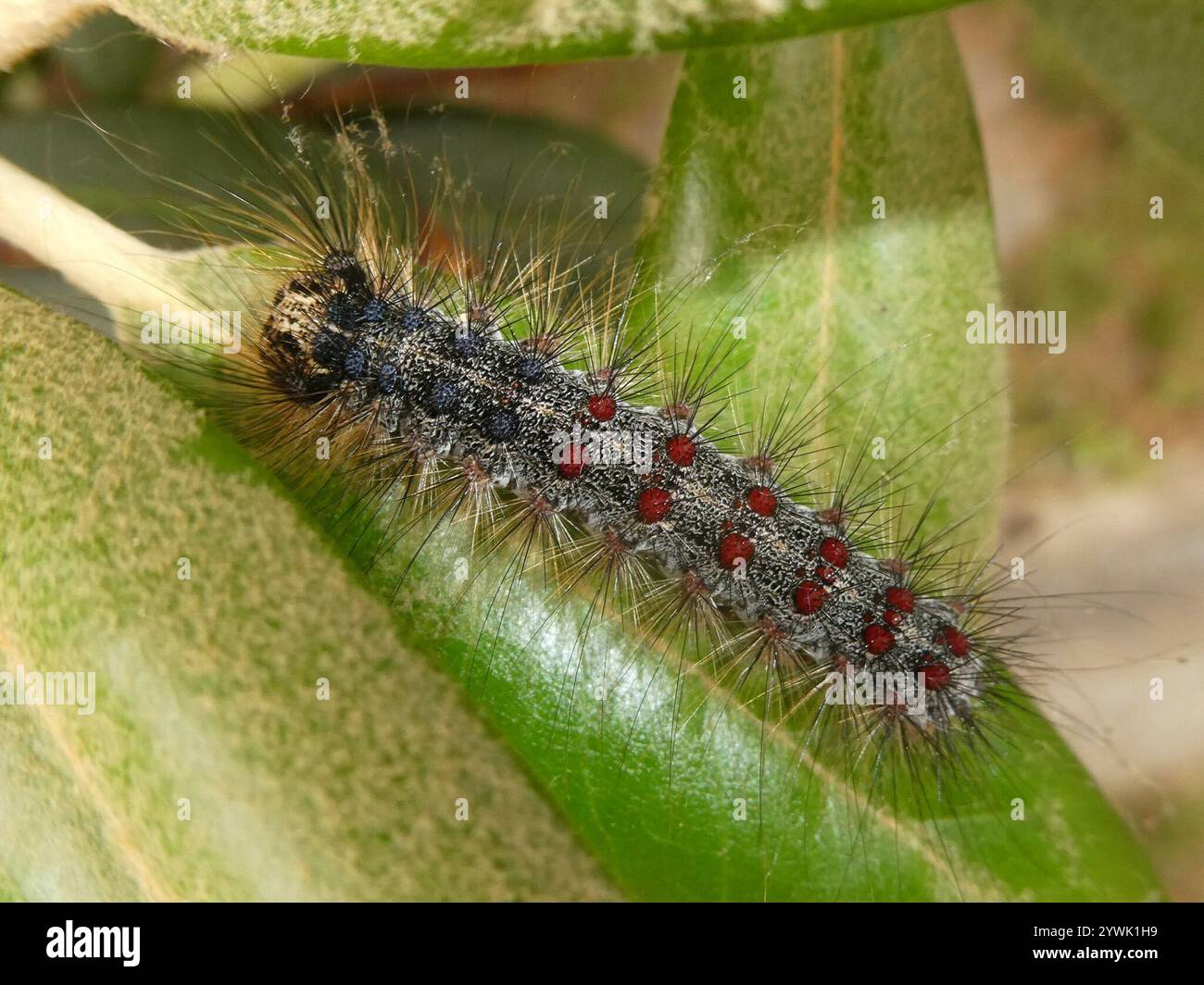 Spongy Moth (Lymantria dispar Stock Photo - Alamy
