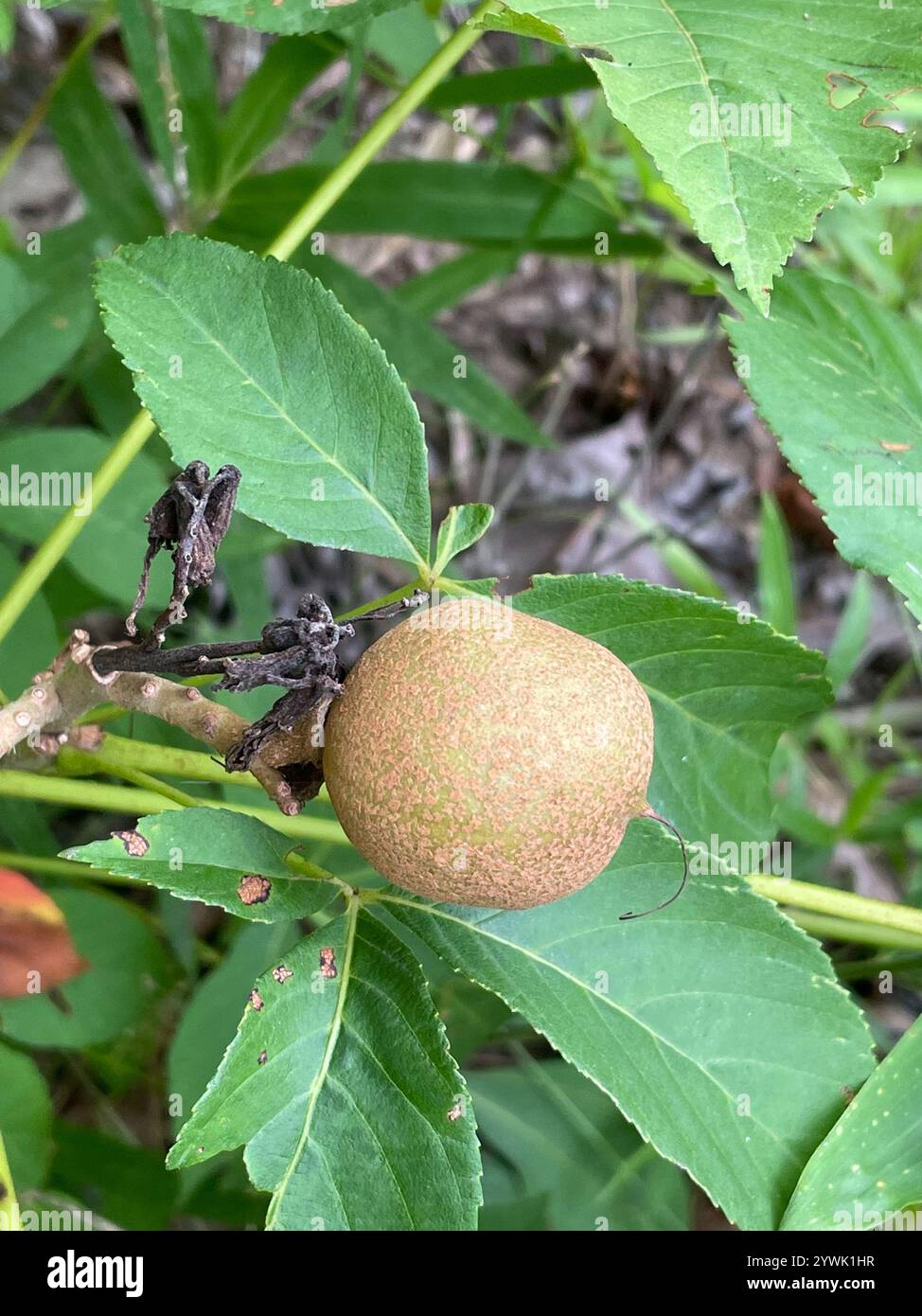 painted buckeye (Aesculus sylvatica Stock Photo - Alamy
