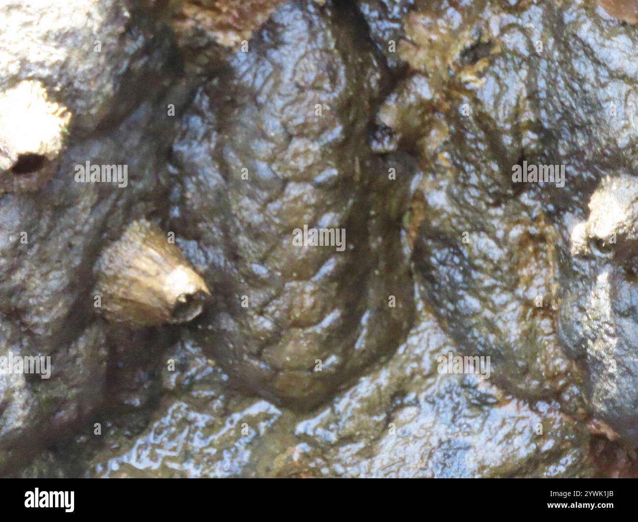 Black Leather Chiton (Katharina tunicata Stock Photo - Alamy