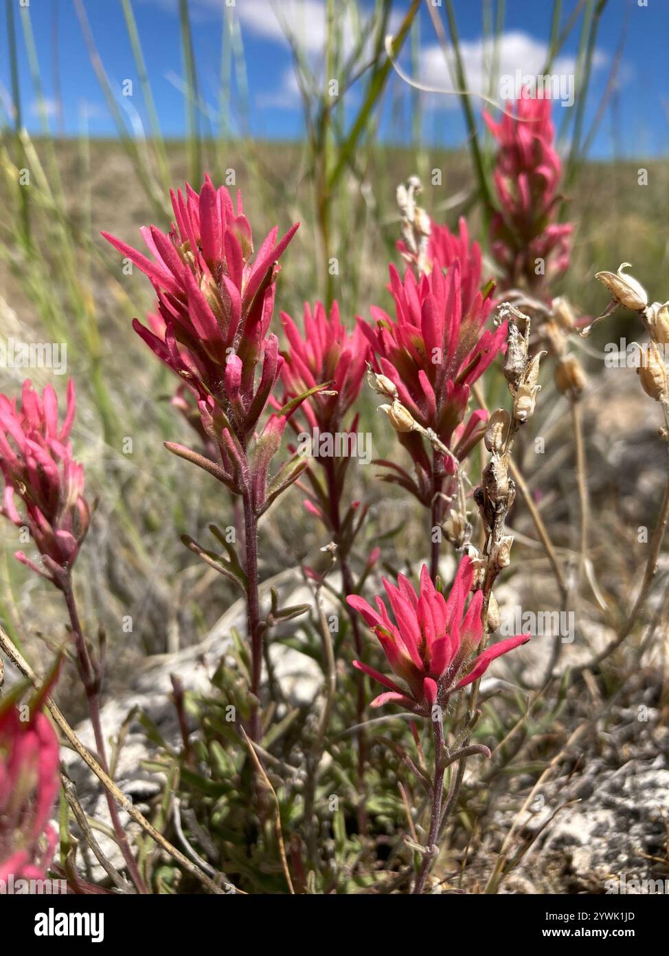 (Castilleja angustifolia angustifolia Stock Photo - Alamy