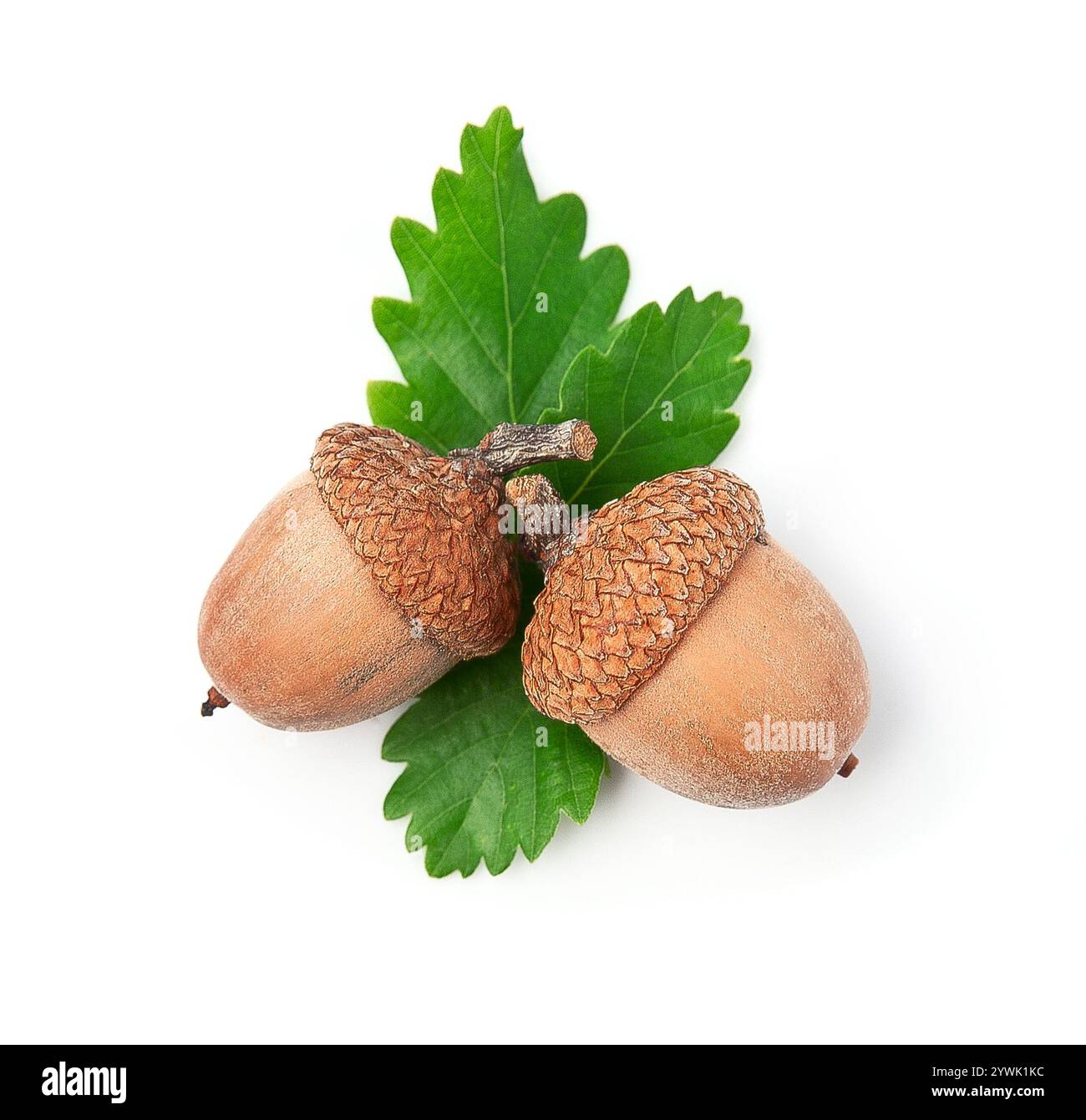 Autumn leaves acorns on Cut Out Stock Images & Pictures - Alamy