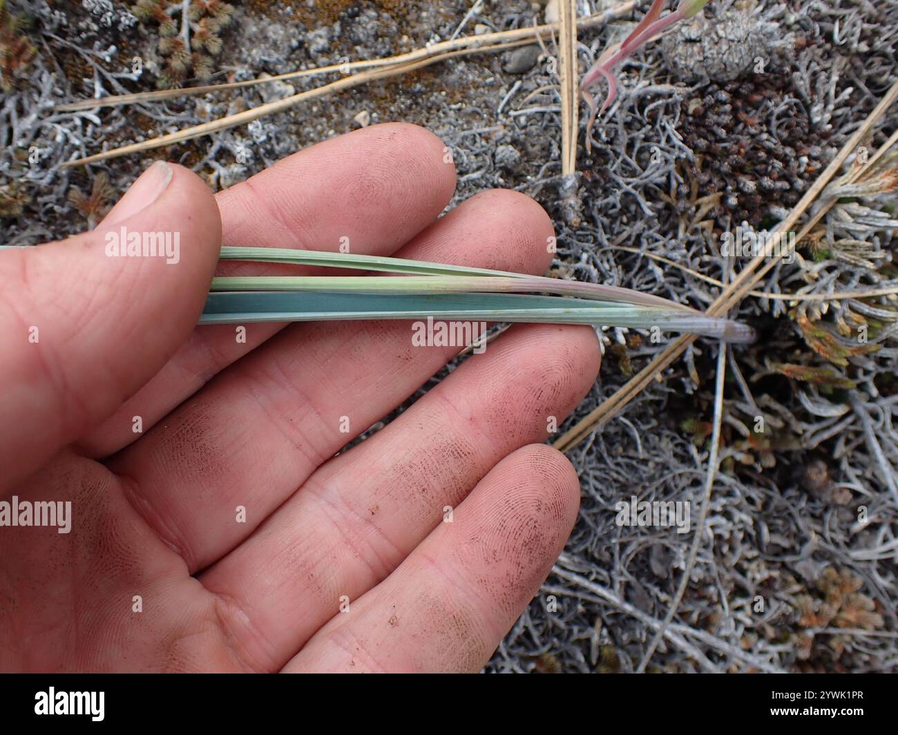 Sagebrush Mariposa Lily (Calochortus macrocarpus Stock Photo - Alamy