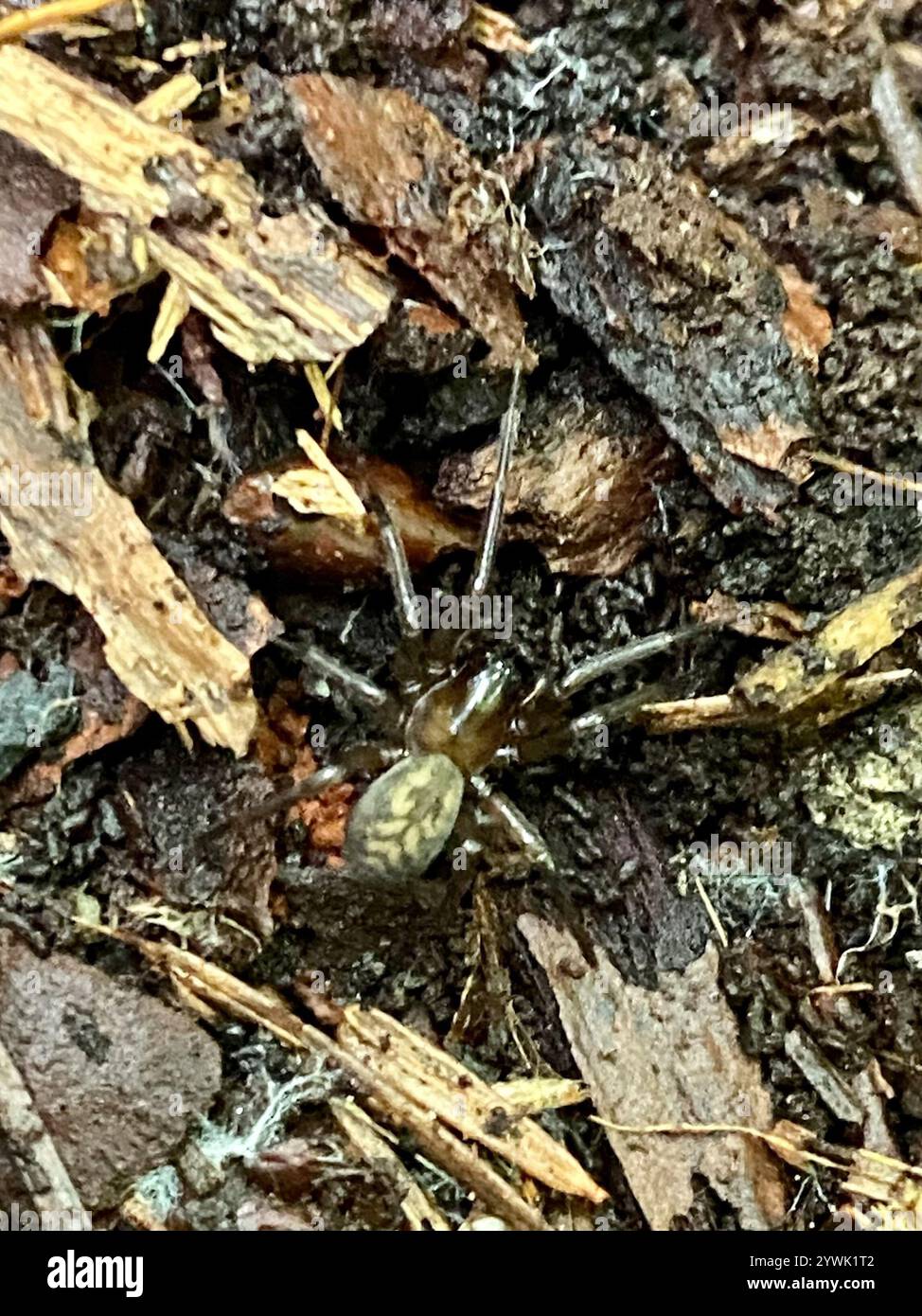 Soft Spiders (Cybaeus Stock Photo - Alamy