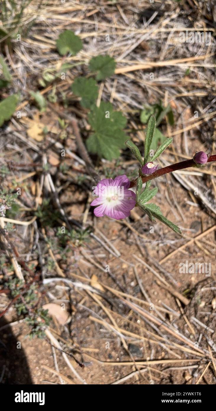 Southern Checkerbloom (Sidalcea sparsifolia Stock Photo - Alamy