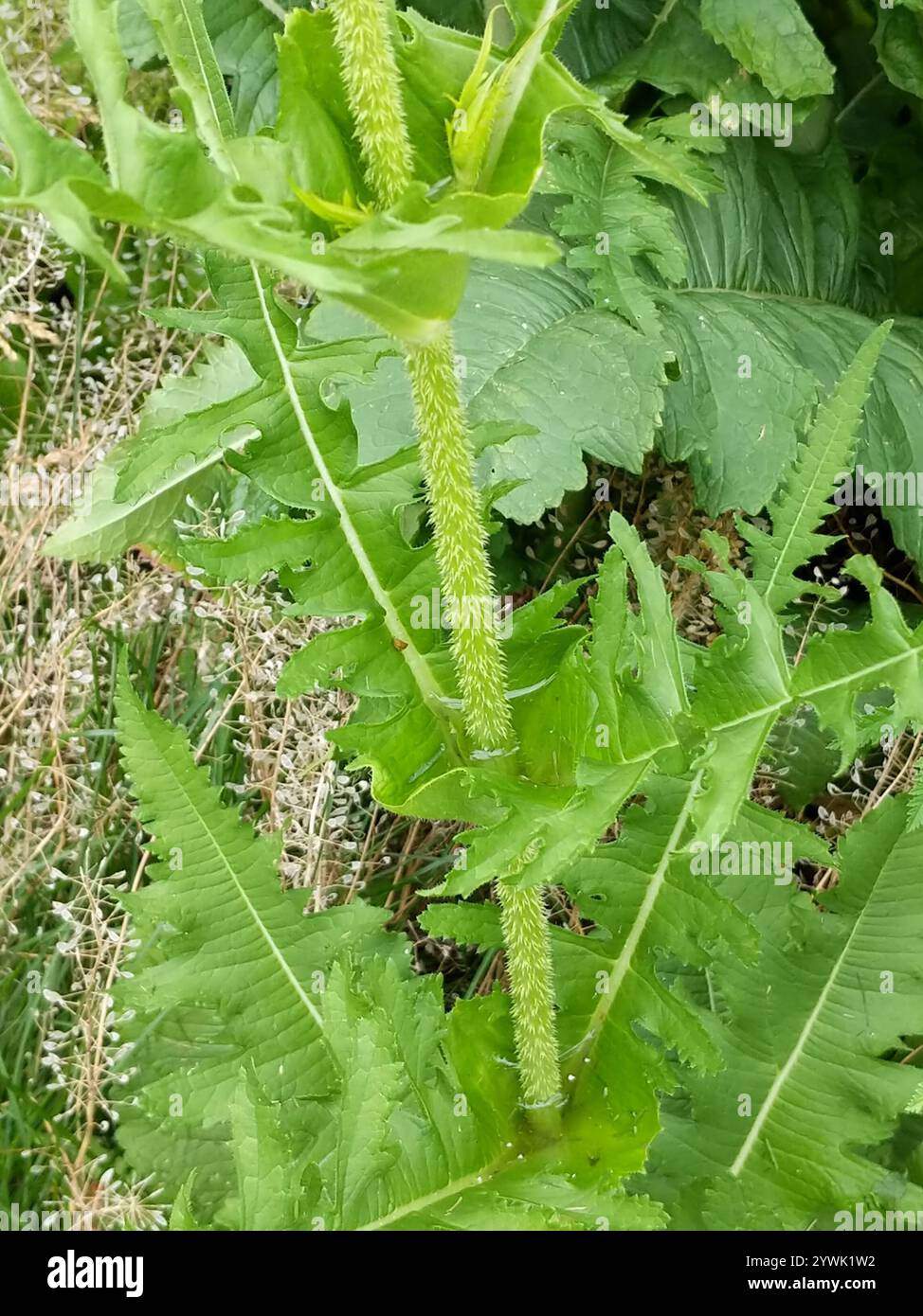cutleaf teasel (Dipsacus laciniatus Stock Photo - Alamy