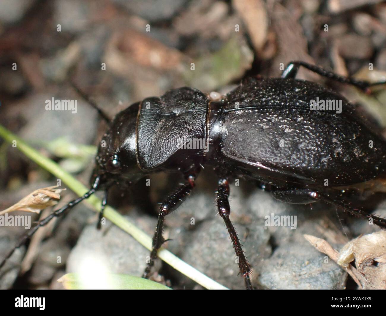 Greater Night-stalking Tiger Beetle (Omus dejeanii Stock Photo - Alamy