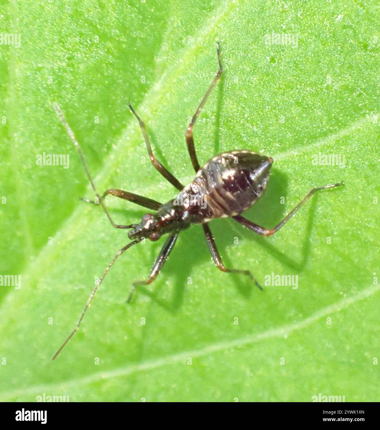 Tree Damsel Bug (Himacerus apterus Stock Photo - Alamy