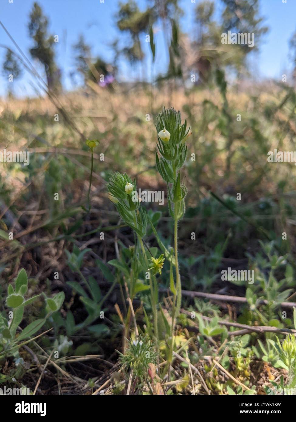 Hairy Indian Paintbrush (Castilleja tenuis Stock Photo - Alamy