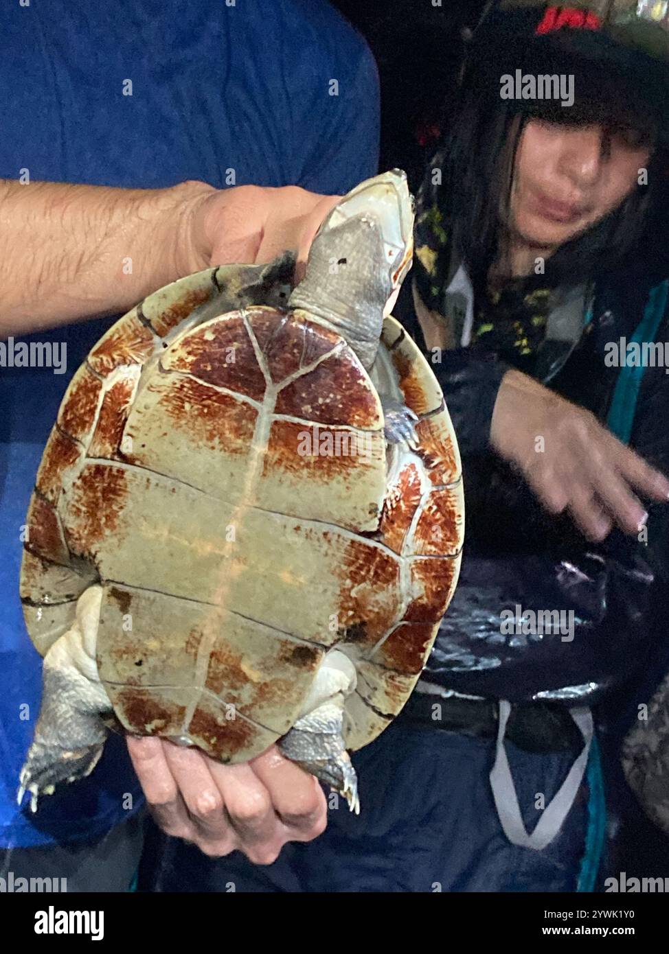 Savanna Side-necked Turtle (Podocnemis vogli Stock Photo - Alamy