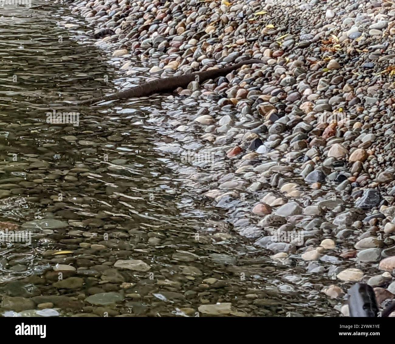 Northern Watersnake (Nerodia sipedon sipedon Stock Photo - Alamy