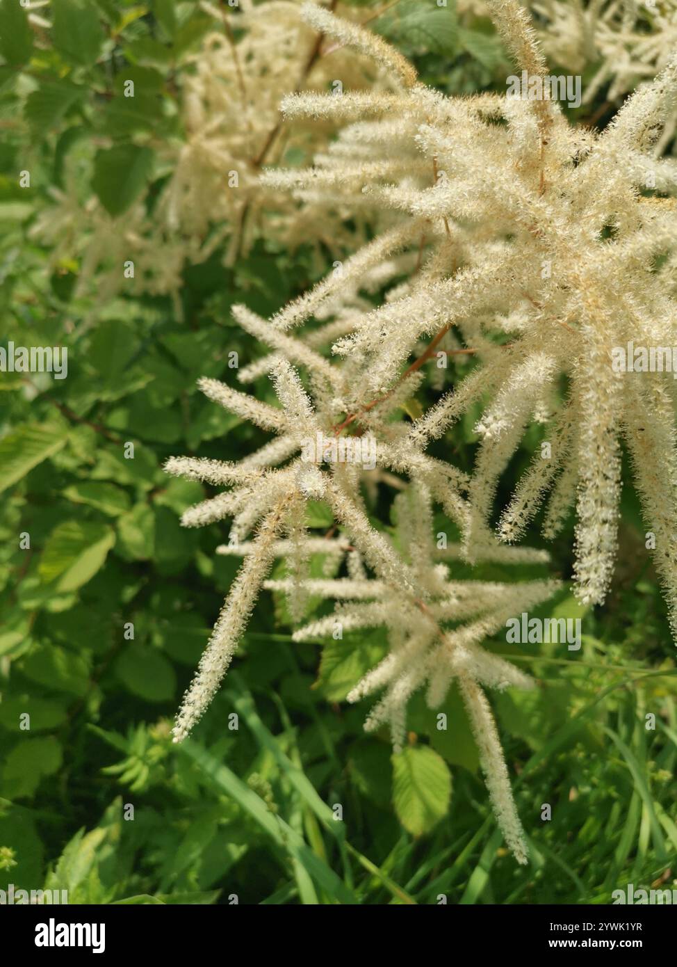 Goatsbeard (Aruncus dioicus Stock Photo - Alamy